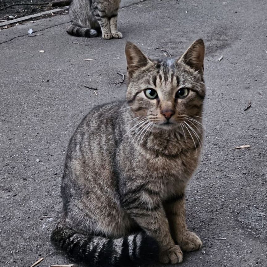 Взрослый кот в добрые руки
