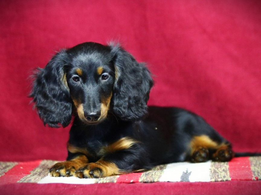 Карликовая такса, длинношерстная - мальчик