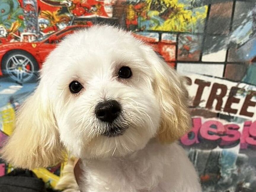 Мальтийская болонка