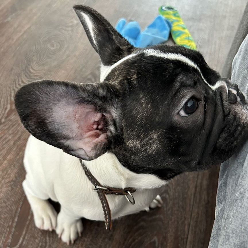 Французский бульдог, щенок