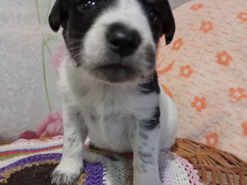 Отдаем щенков умной дворняги