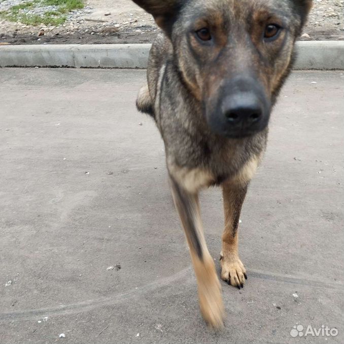 Щенки и собака-мама замерзают ночами