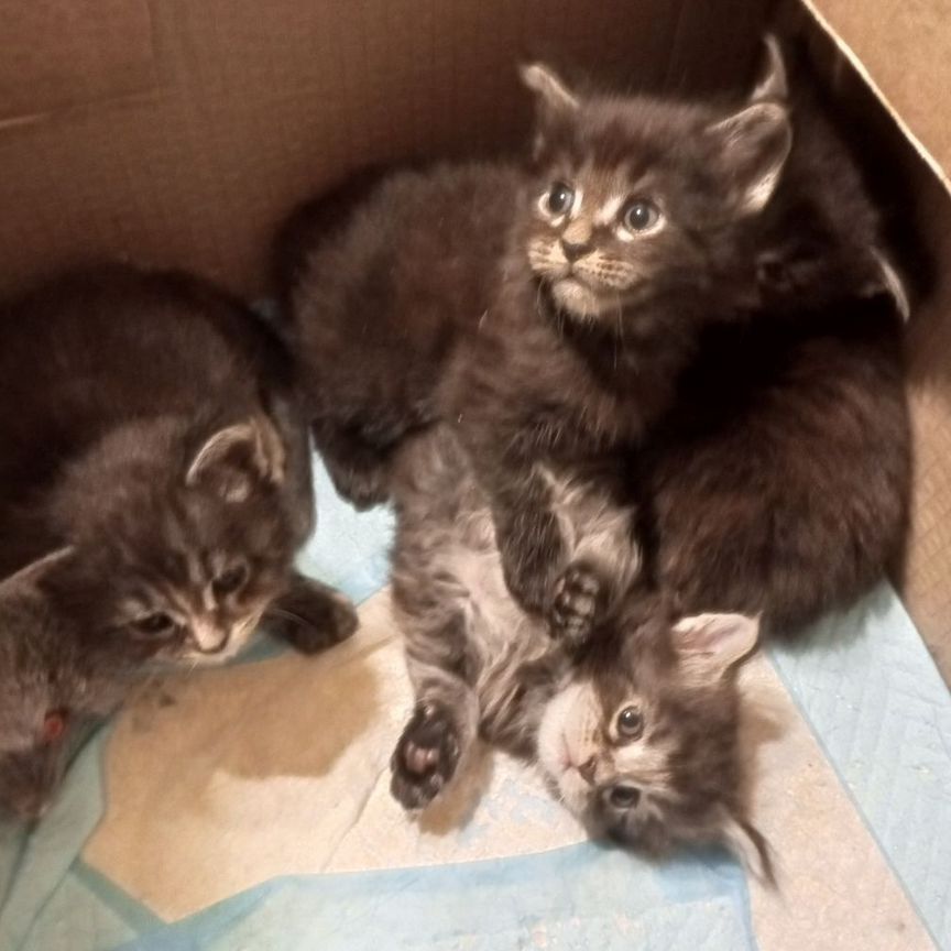 Мейн-кун котёнок