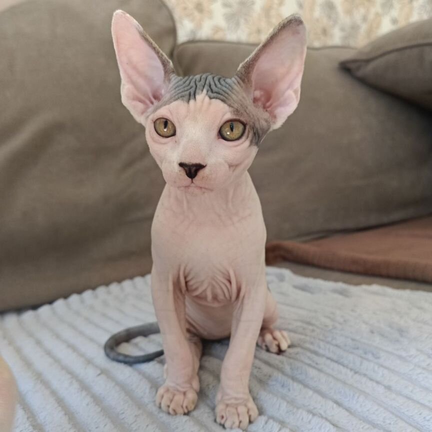 Котята канадский сфинкс