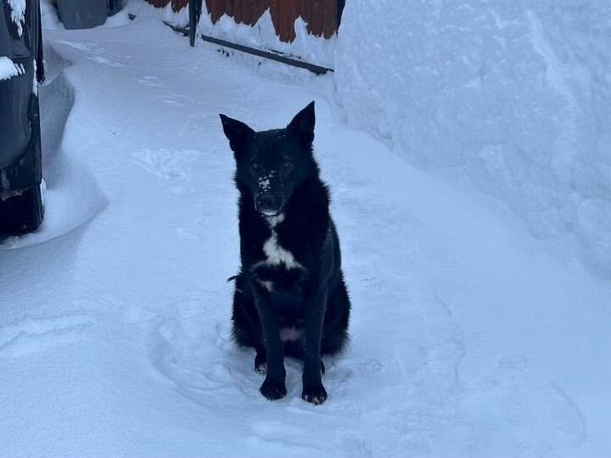 Бездомная собачка ищет дом