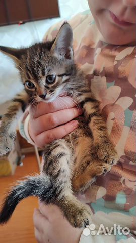 Кошки в добрые руки бесплатно