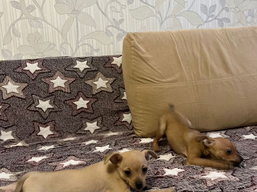 Той-терьер щенки