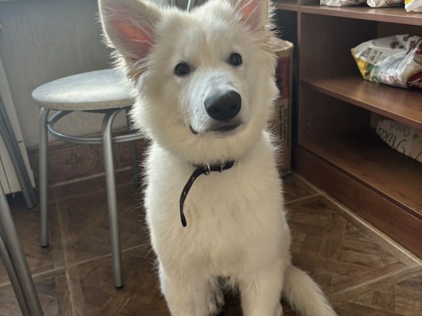 Щенок бшо (белая швейцарская овчарка)