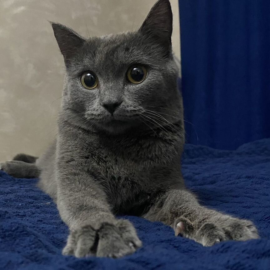 Кошка Муся