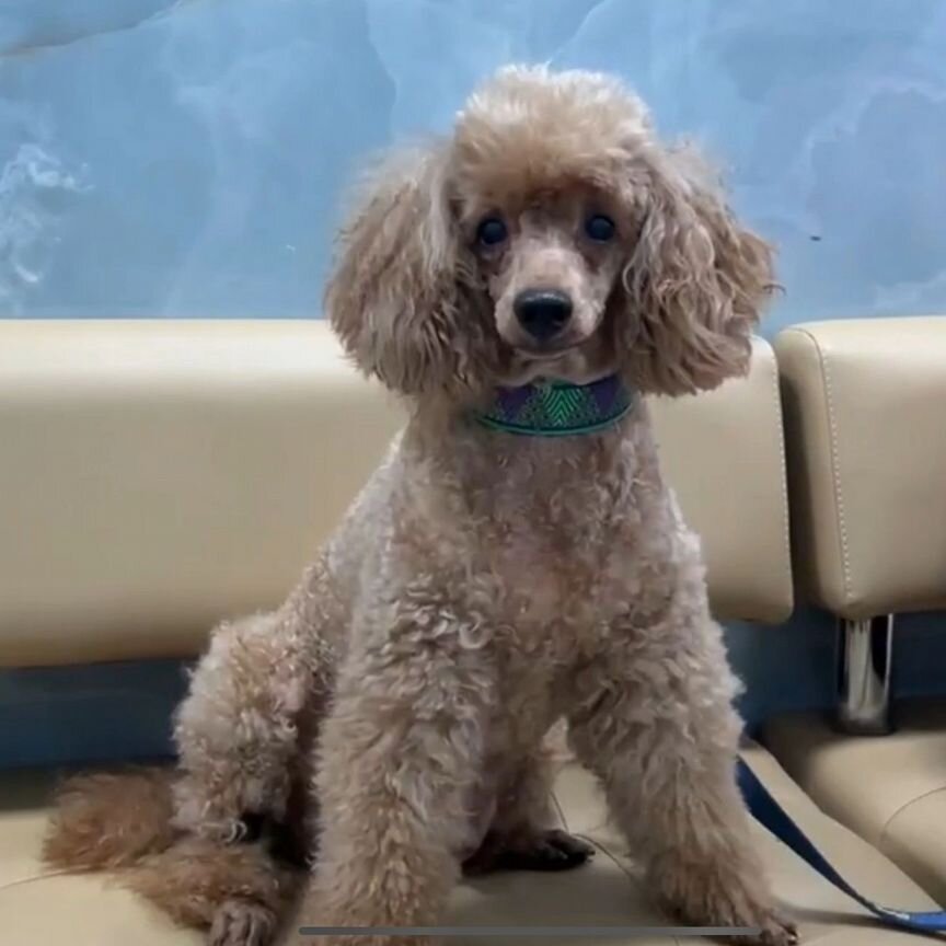 Пудель бесплатно по договору