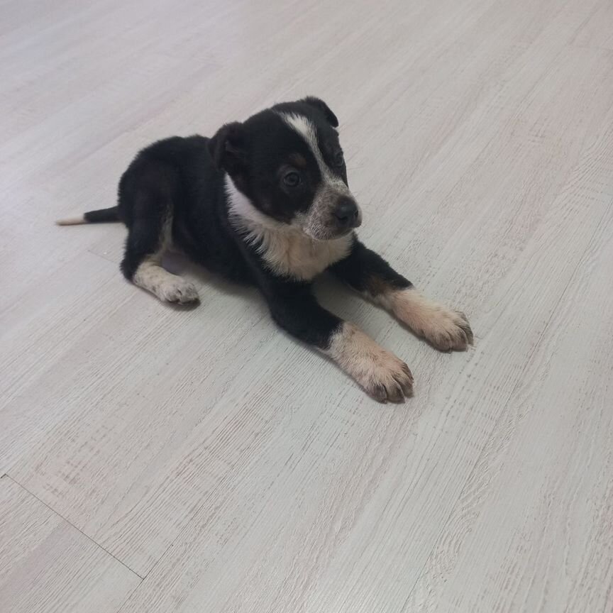 Щенок в добрые руки