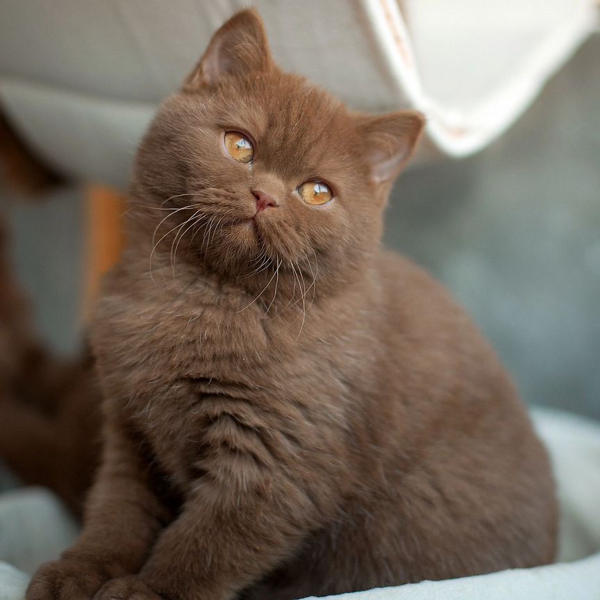 Британский котенок циннамон, 4 мес