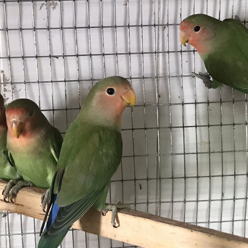 Попугай неразлучники