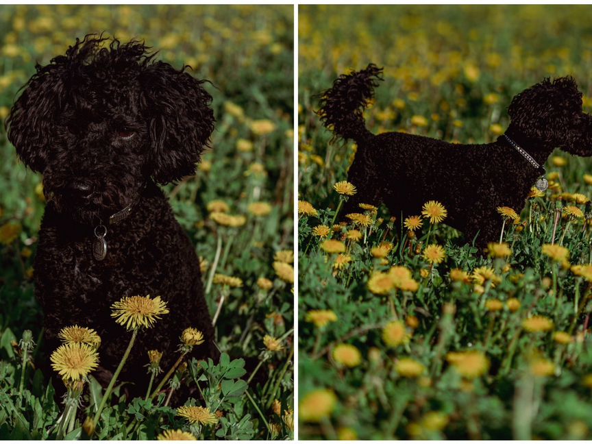 Пудель вязка