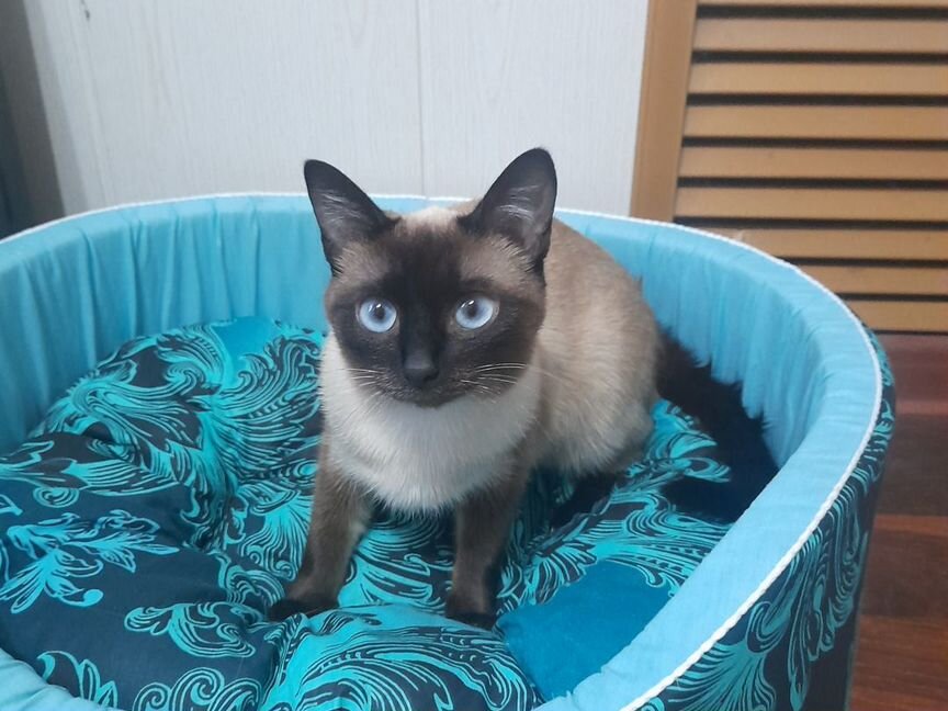Сиамские котята