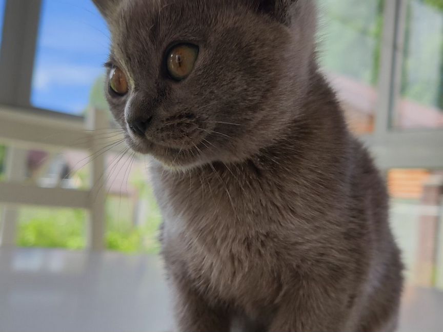 Бурманский котенок голубого окраса