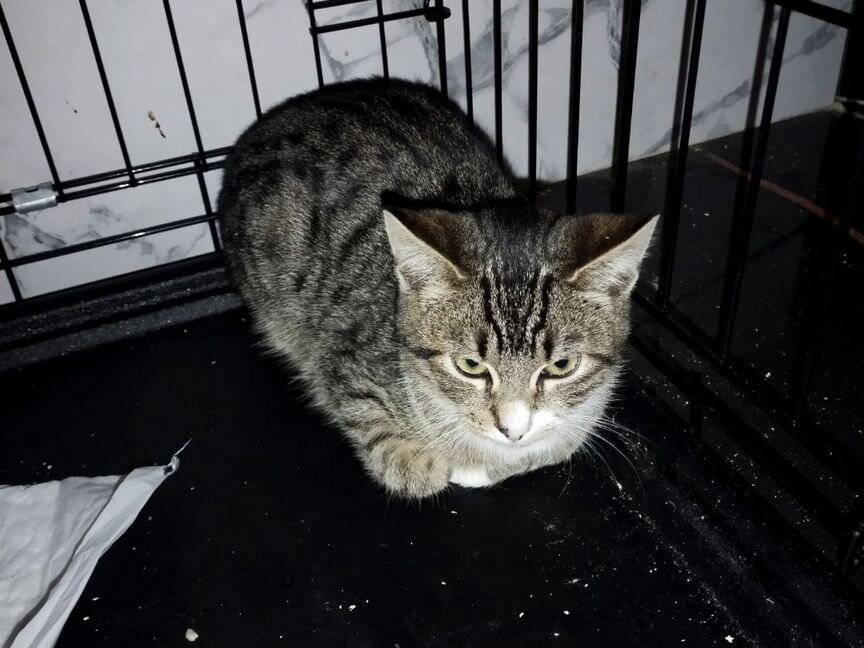 Кошка Лиза подросток бесплатно