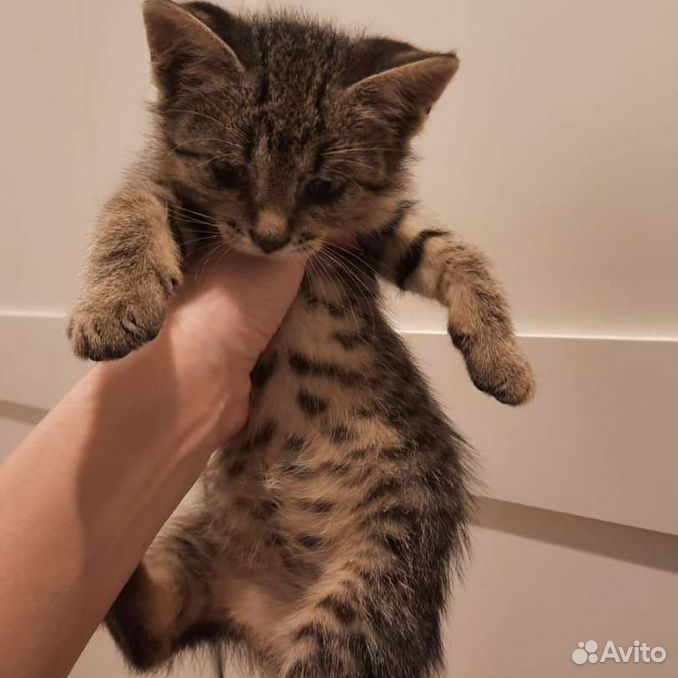 Котенок с эрмитажной историей