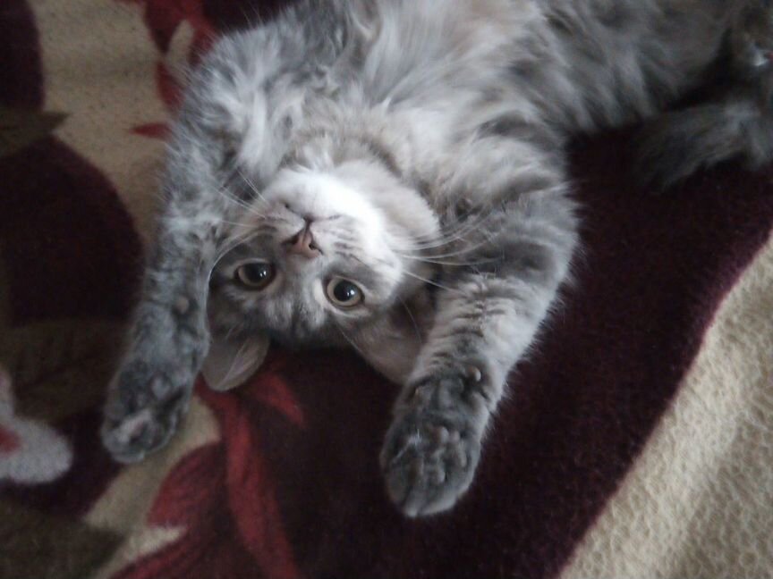 Отдам кошечку в добрые руки