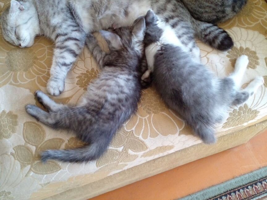 Кошки в добрые руки бесплатно