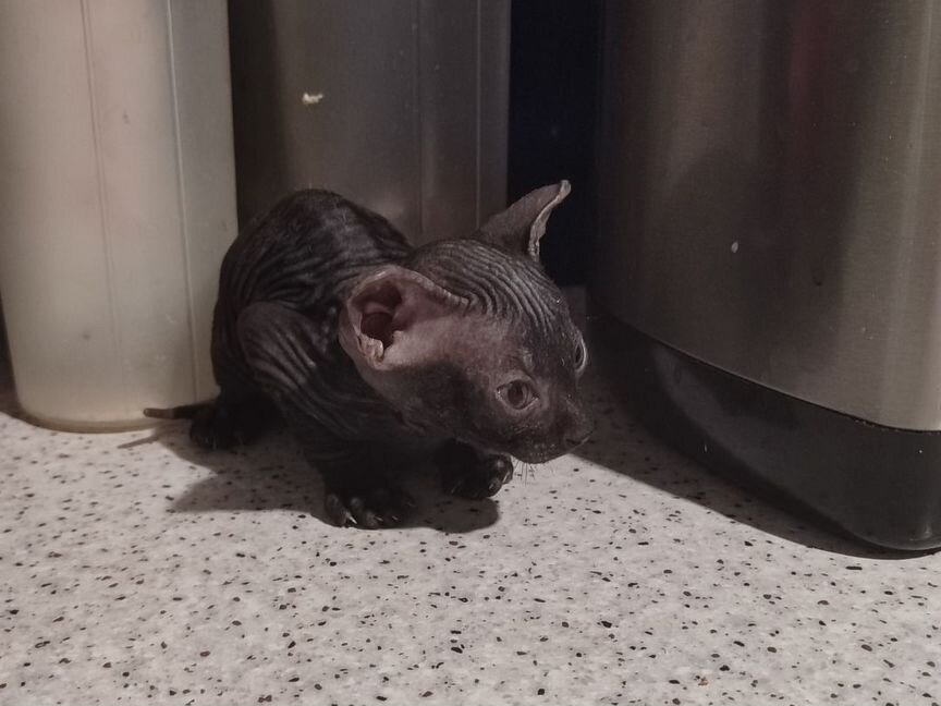 Продам котенка. канадский сфинкс