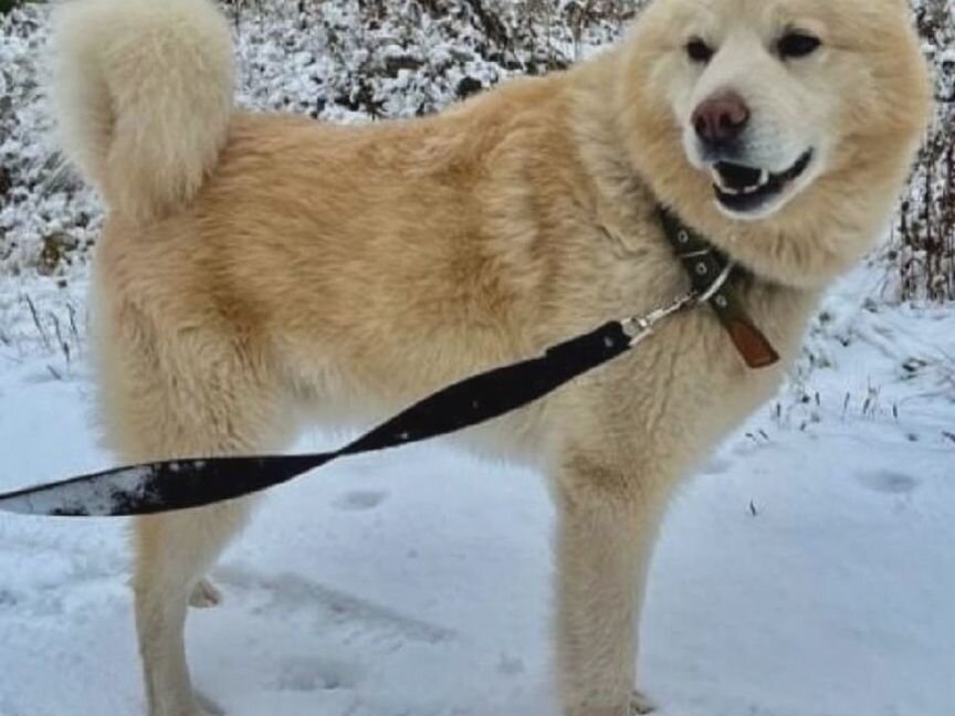 Молодой ласковый очень умненький парень Малыш