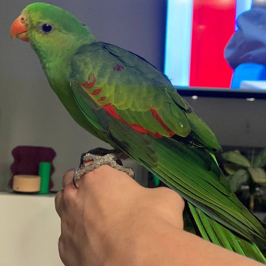 Краснокрылый попугай ручной