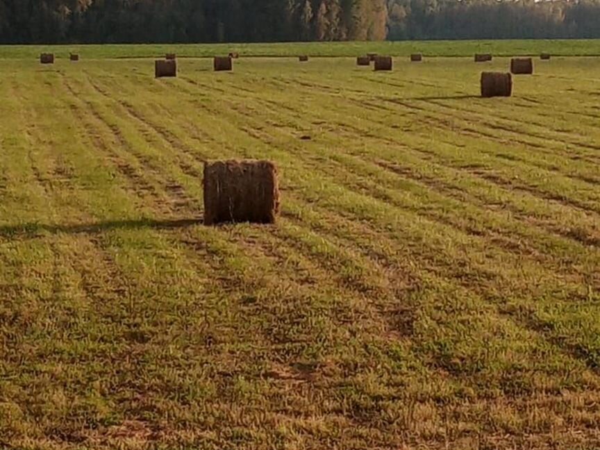 Сено в рулонах