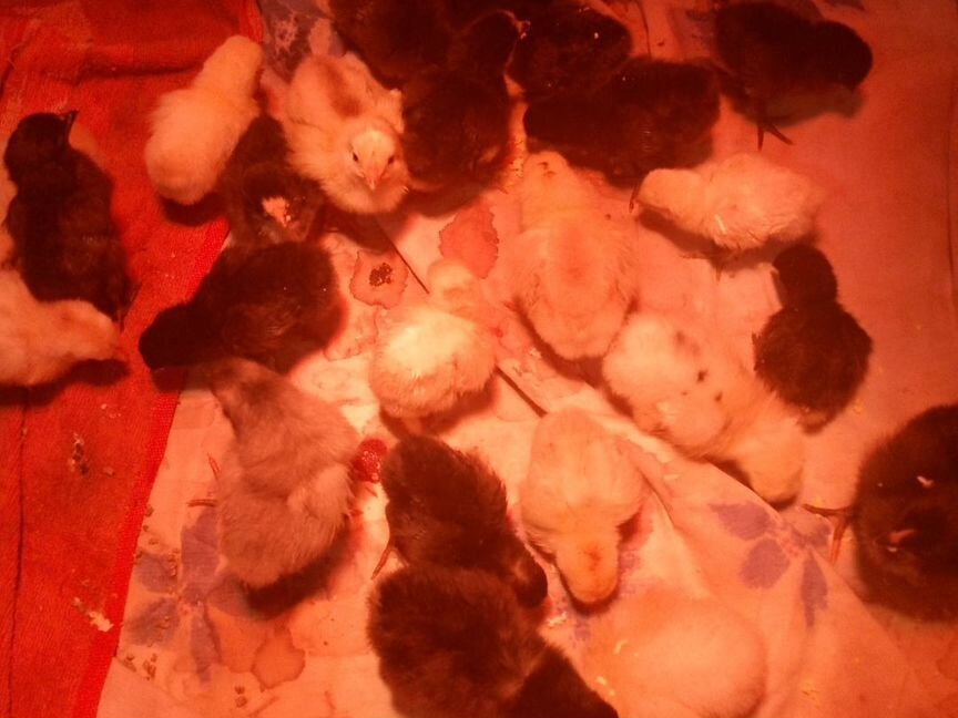 Суточные цыплята карликовые