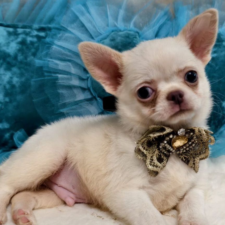 Чихуахуа, щенок