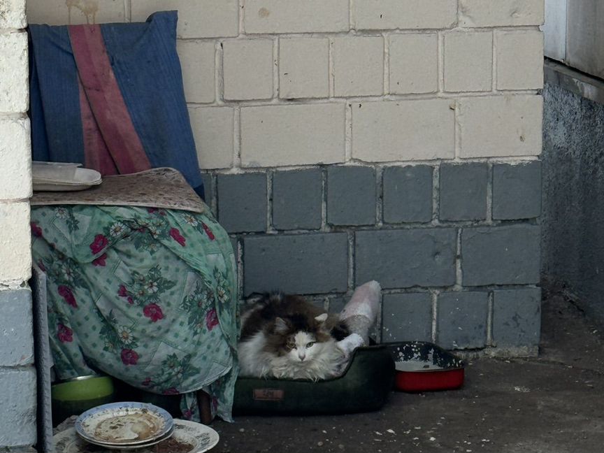 Кошечка замерзает на улице