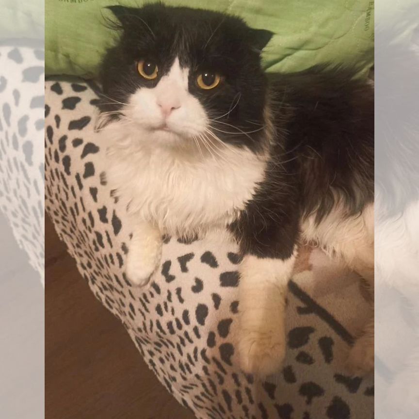 Британский длинношёрстный, взрослый кот