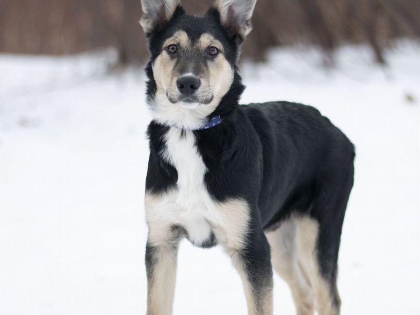 Щенок Ульф ищет своих хозяев