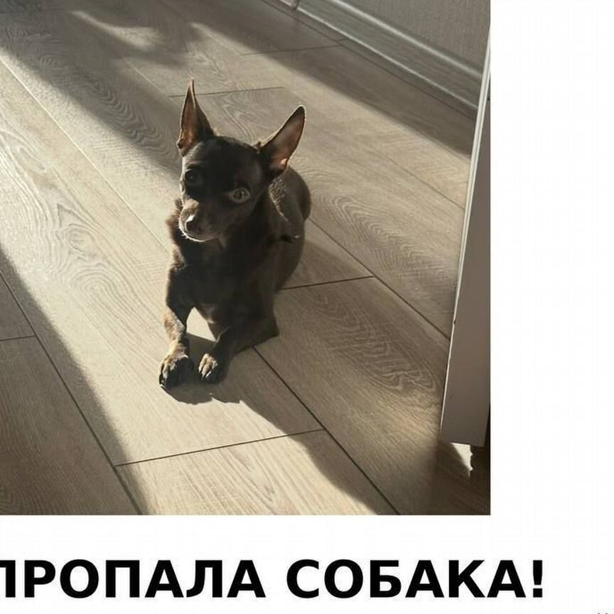 Потерялась собака