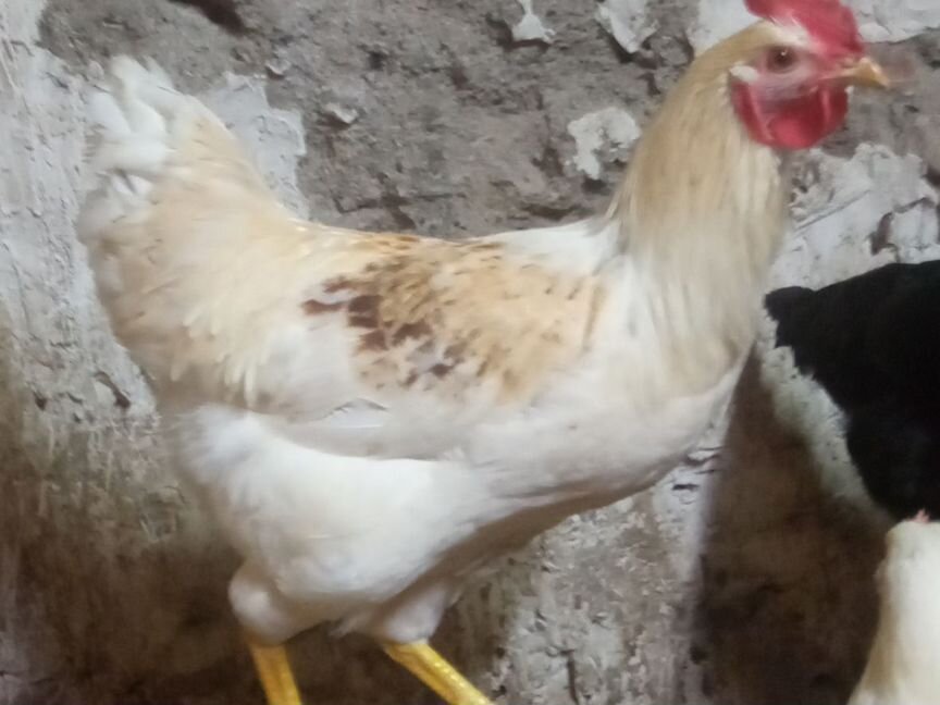 Молодые петухи