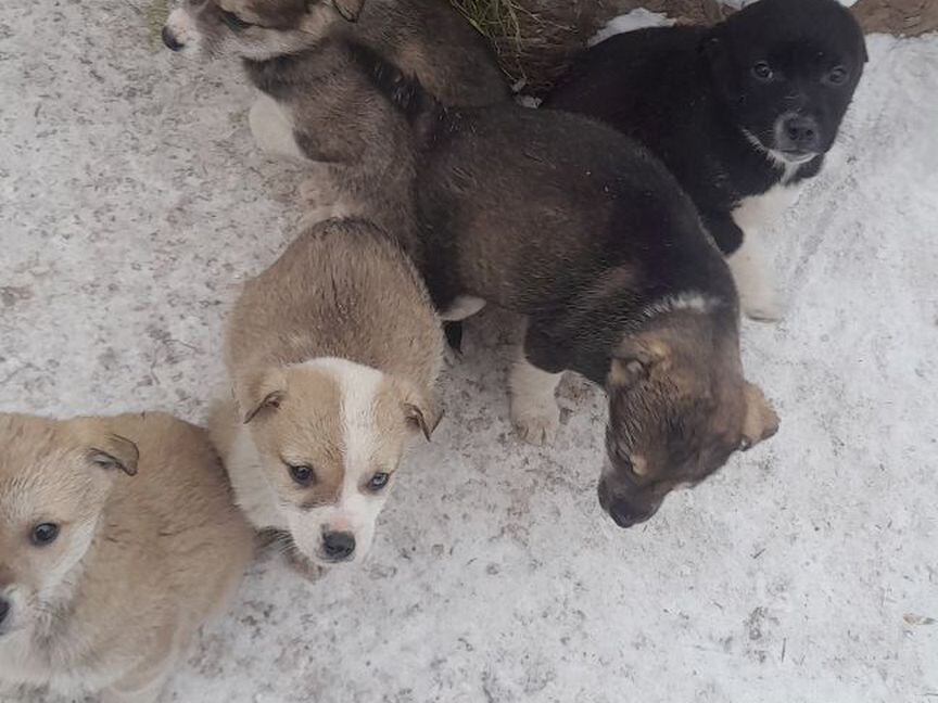 Щенки западно-сибирской лайки