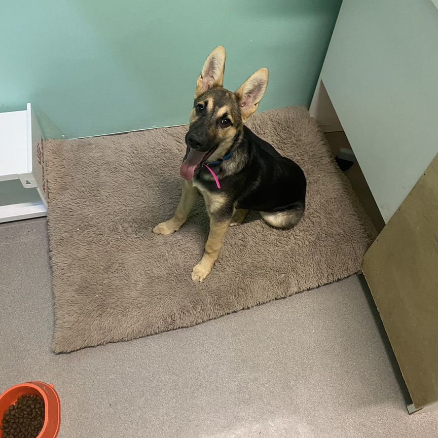 Бедняга щенок в добрые руки