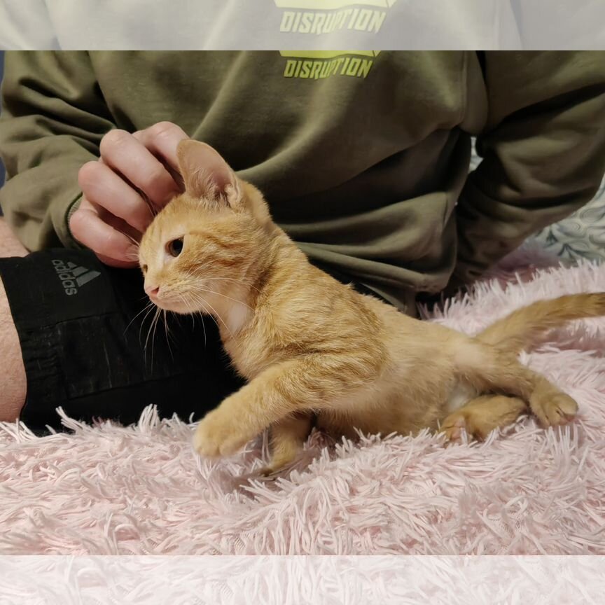 Котенок мальчик 3,5 месяца