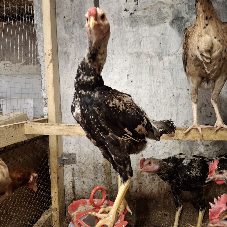 Куланга петух