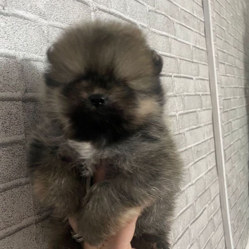 Крохи мишки