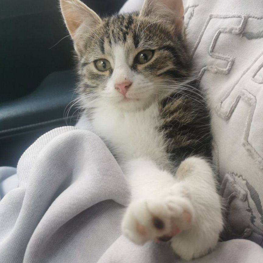 Котенок мальчик бесплатно кот в добрые руки