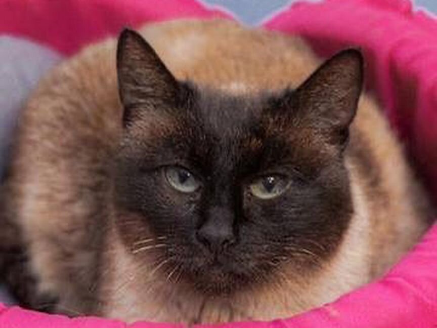 Сиамка Ханни ищет дом