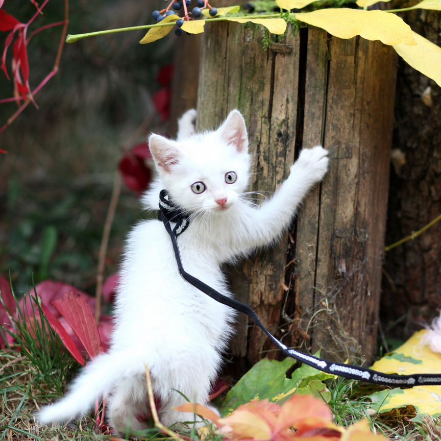 Белый котёнок в добрые руки