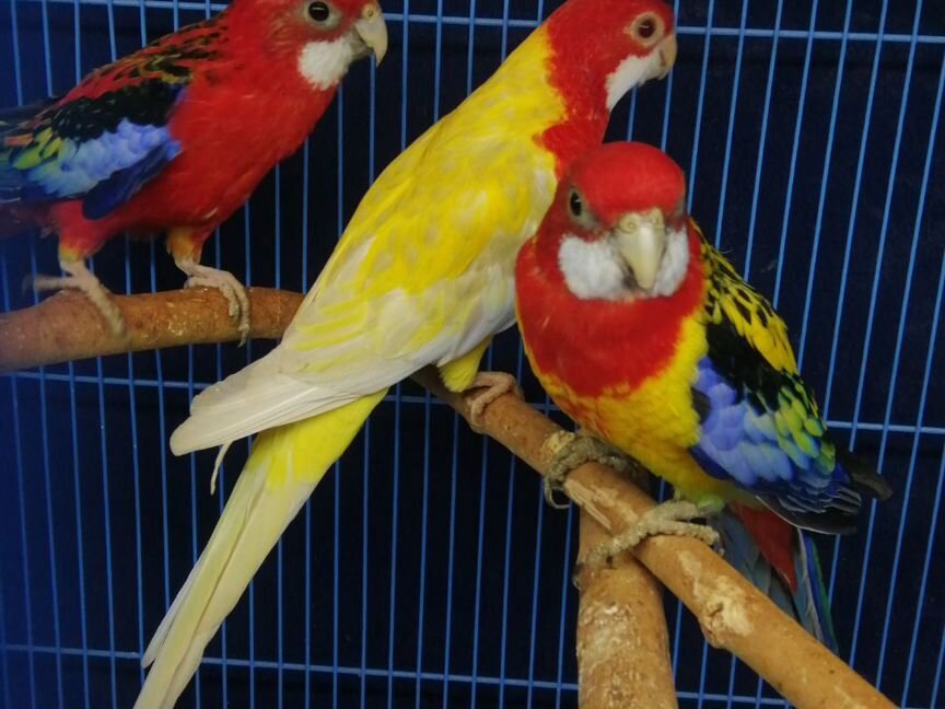 Попугай розелла