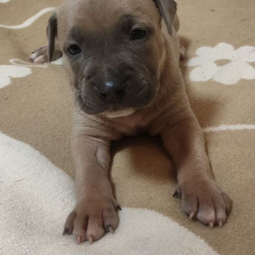 Американский стаффордширский терьер, щенок