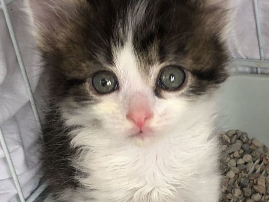 Котенок малыш возраст 1 мес в добрые руки в дар