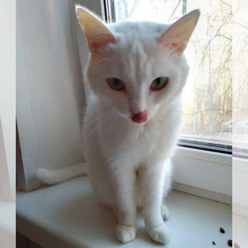 Кошки в добрые руки