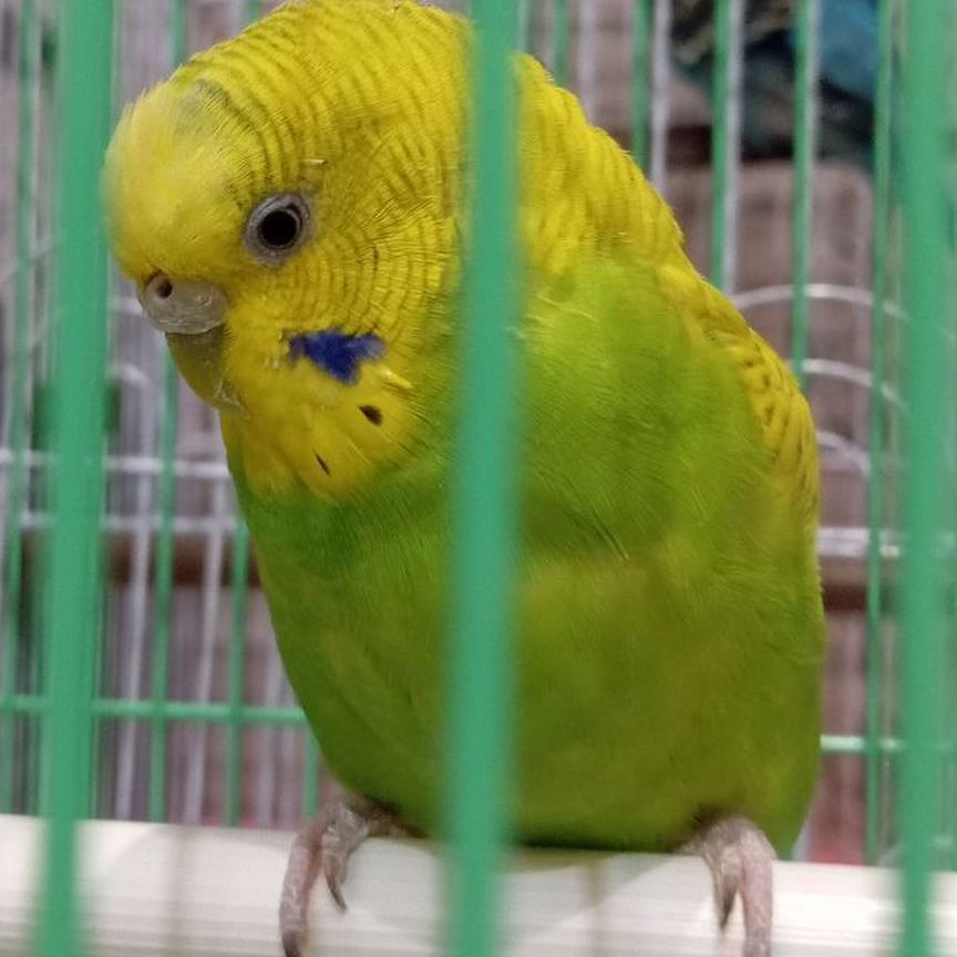 Волнистый попугай с клеткой