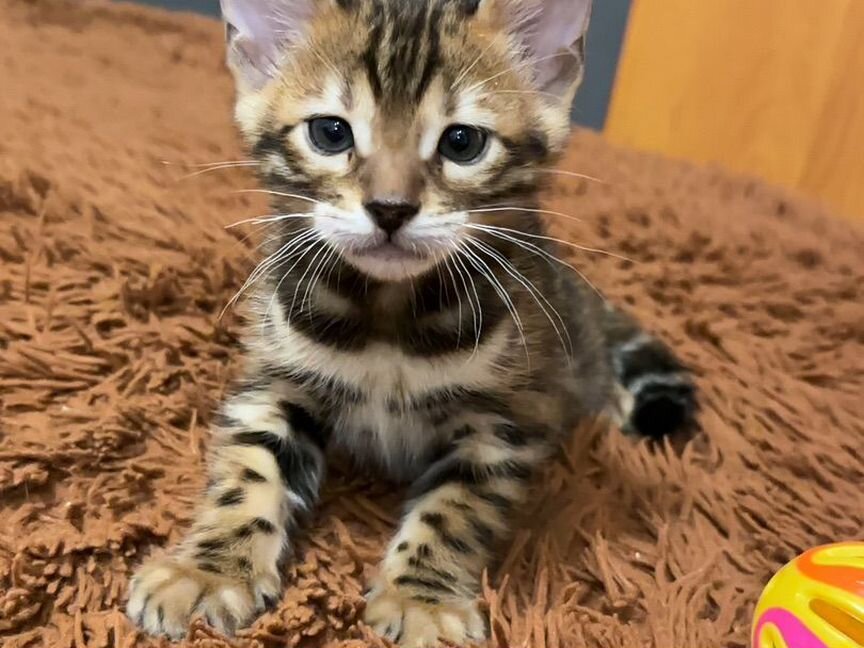 Бенгальские котята