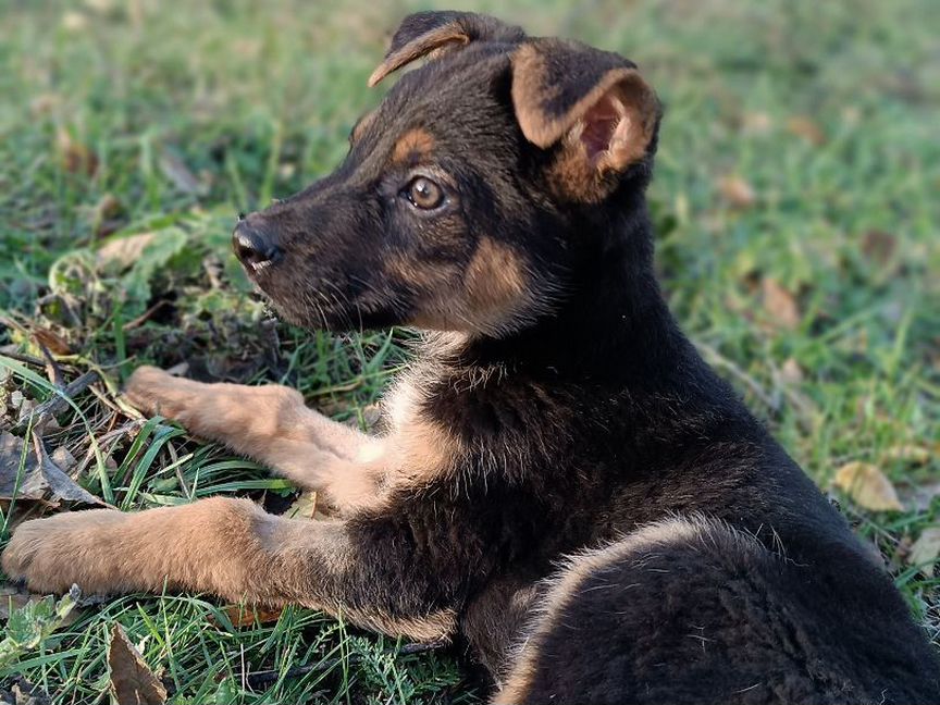 Щеночек Гром